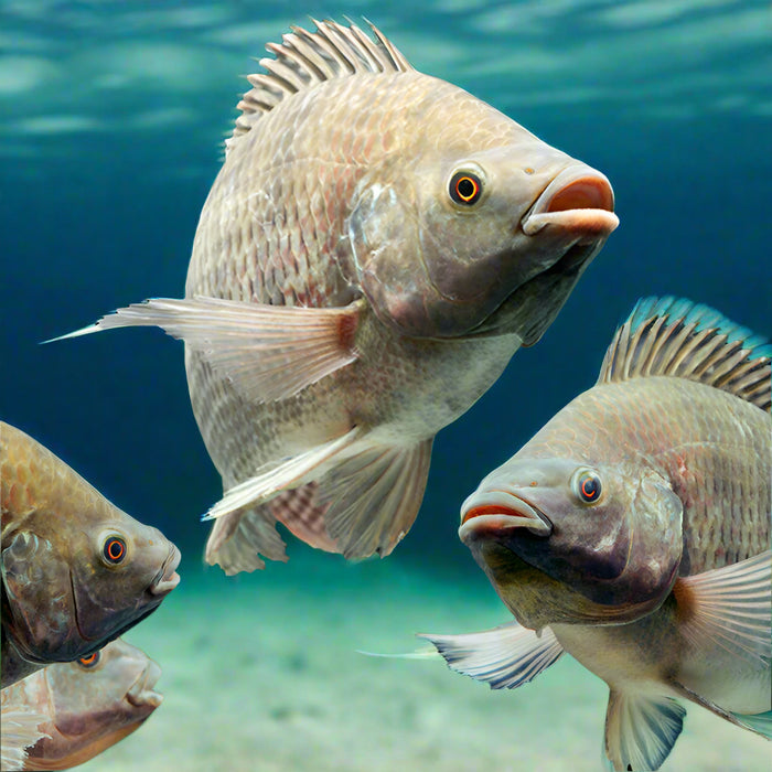 Blue Tilapia Fry, Fingerlings and Breeder Sets - Tilapia Depot