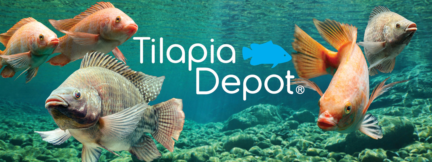 Tilapia Depot | Fingerlings, Colonies, & Feed Delivered Fresh To You
